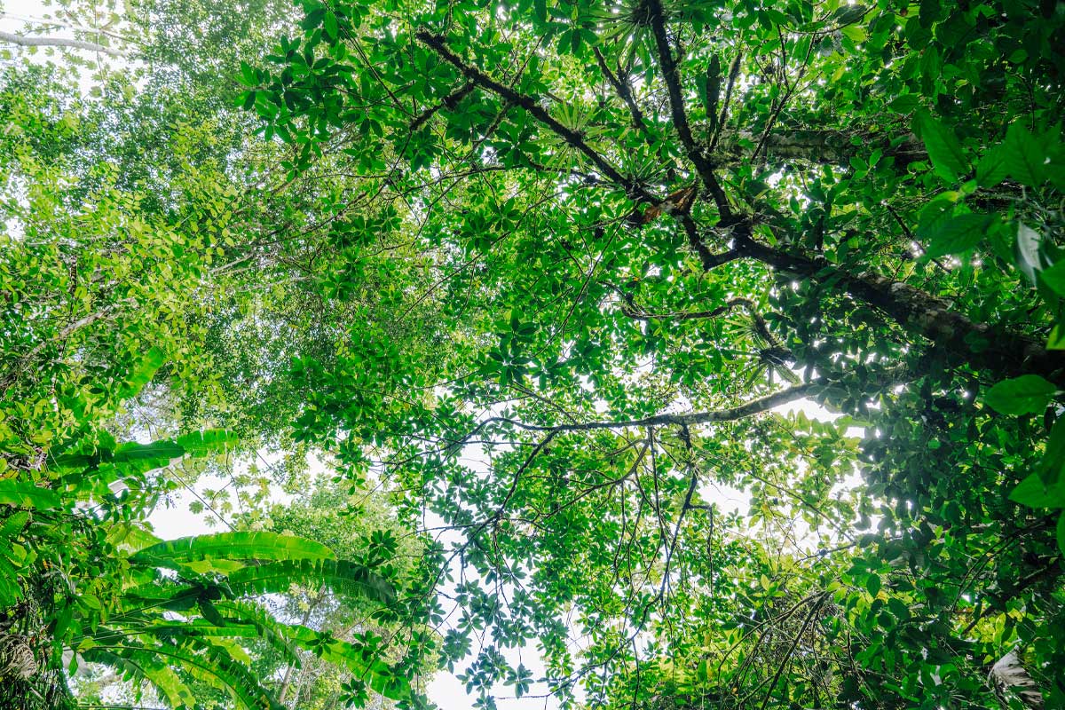 Name That Tune: Peek Inside The Science of Birdsong - HADCO Experiences ...